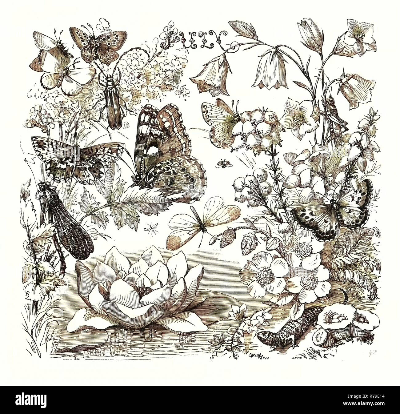 July calendar immagini e fotografie stock ad alta risoluzione - Alamy