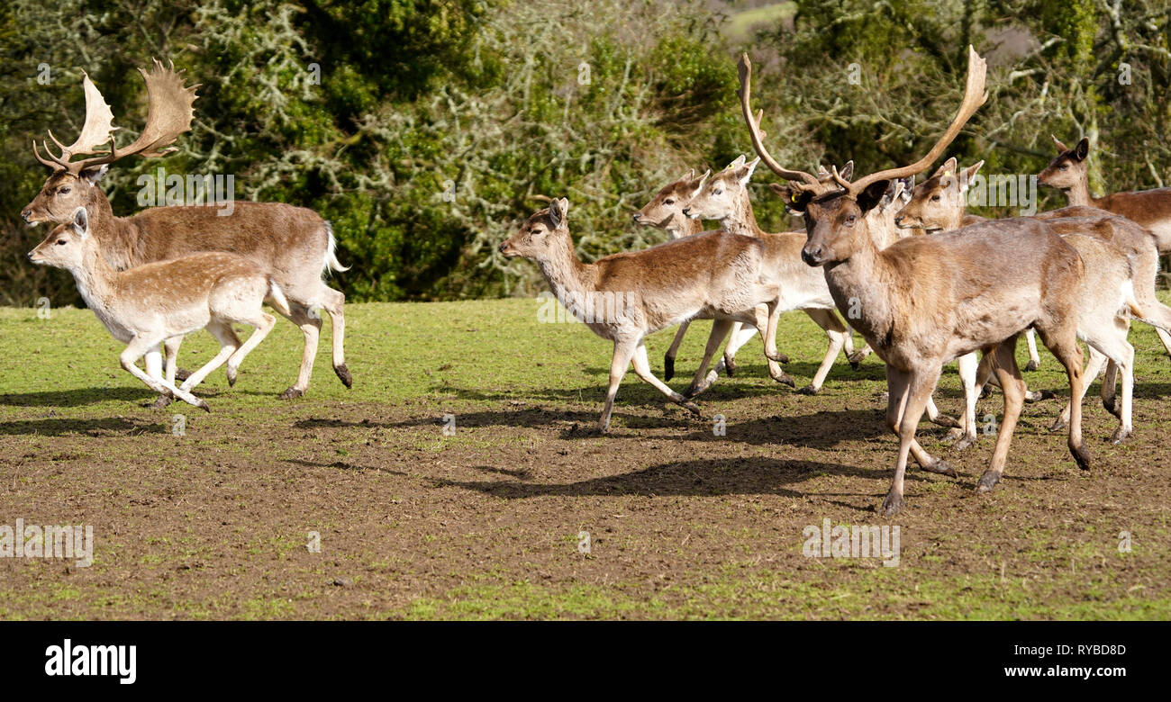 Cervo sika cervo in esecuzione immagini e fotografie stock ad alta ...