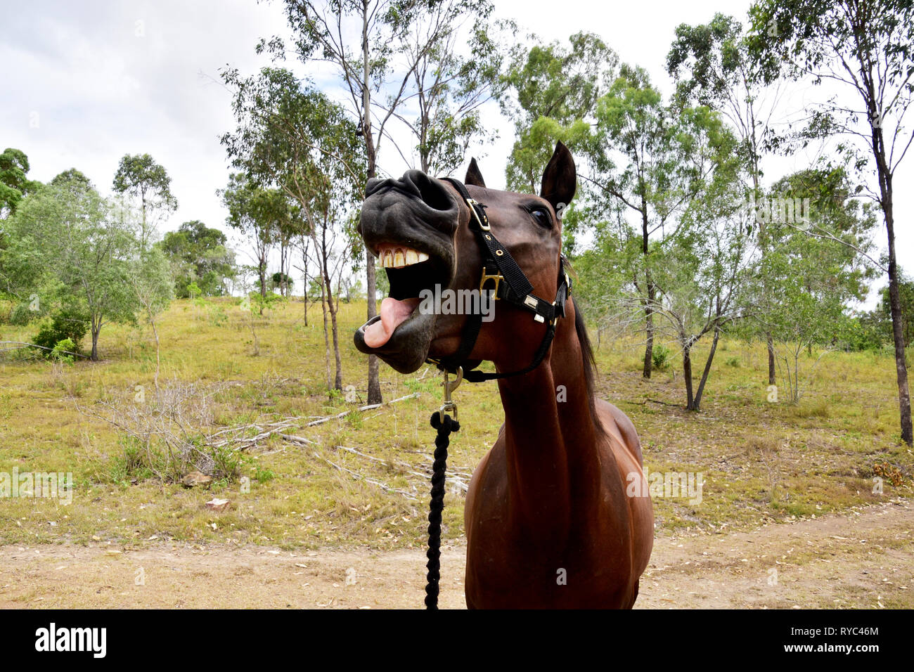 Cavallo che ride immagini e fotografie stock ad alta risoluzione - Alamy