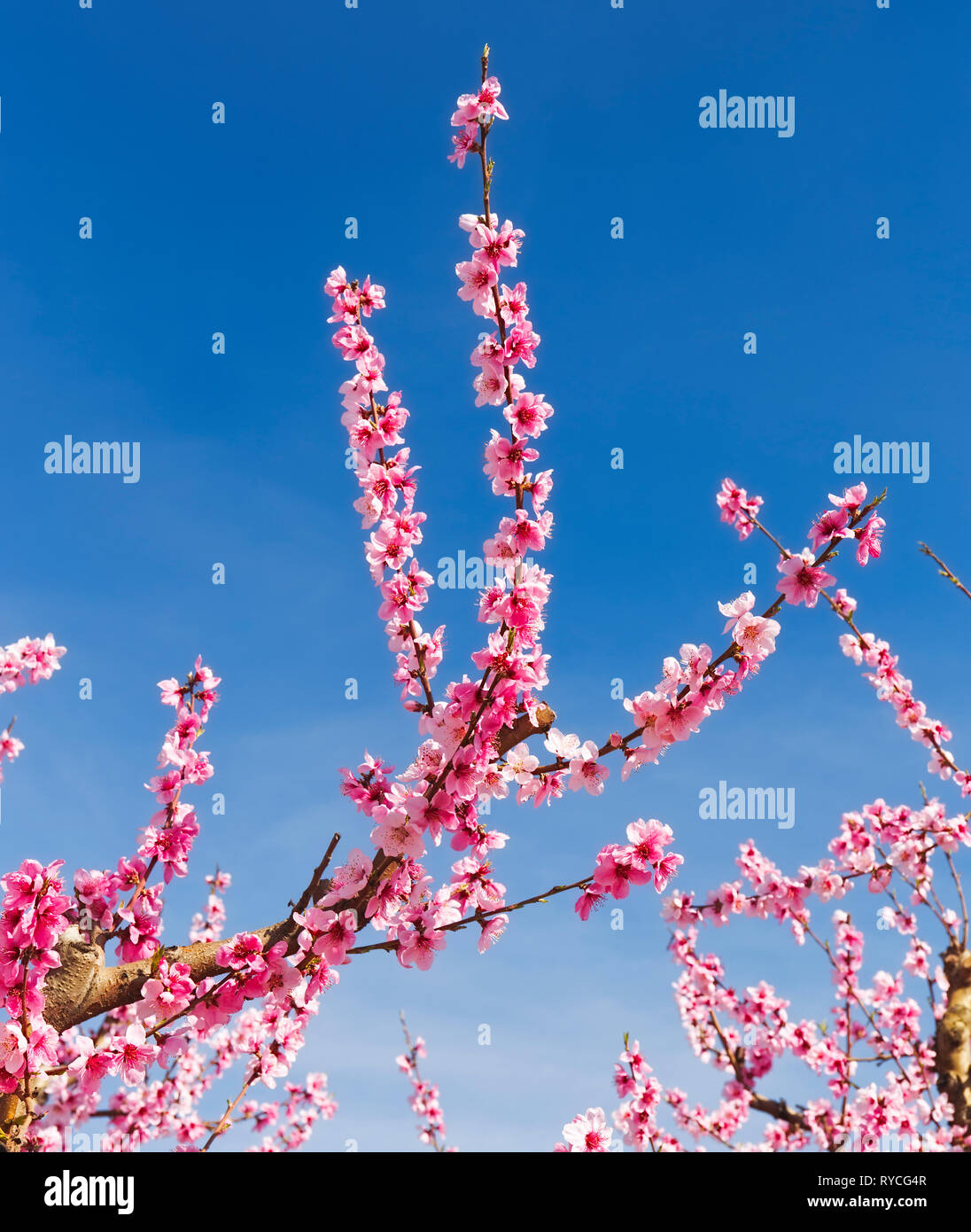 Ramo di pesco immagini e fotografie stock ad alta risoluzione - Alamy
