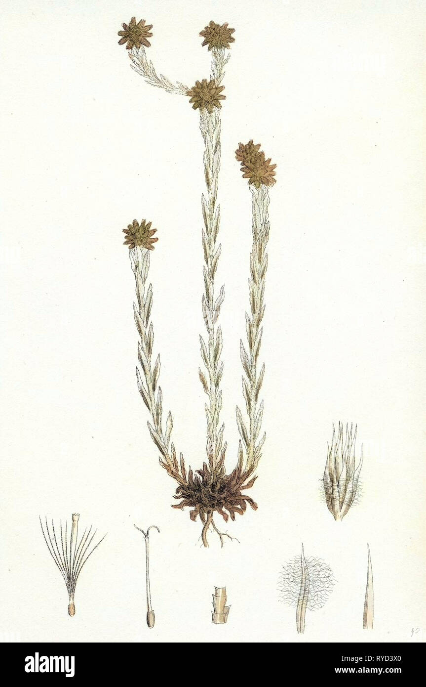 Filago germanica immagini e fotografie stock ad alta risoluzione - Alamy