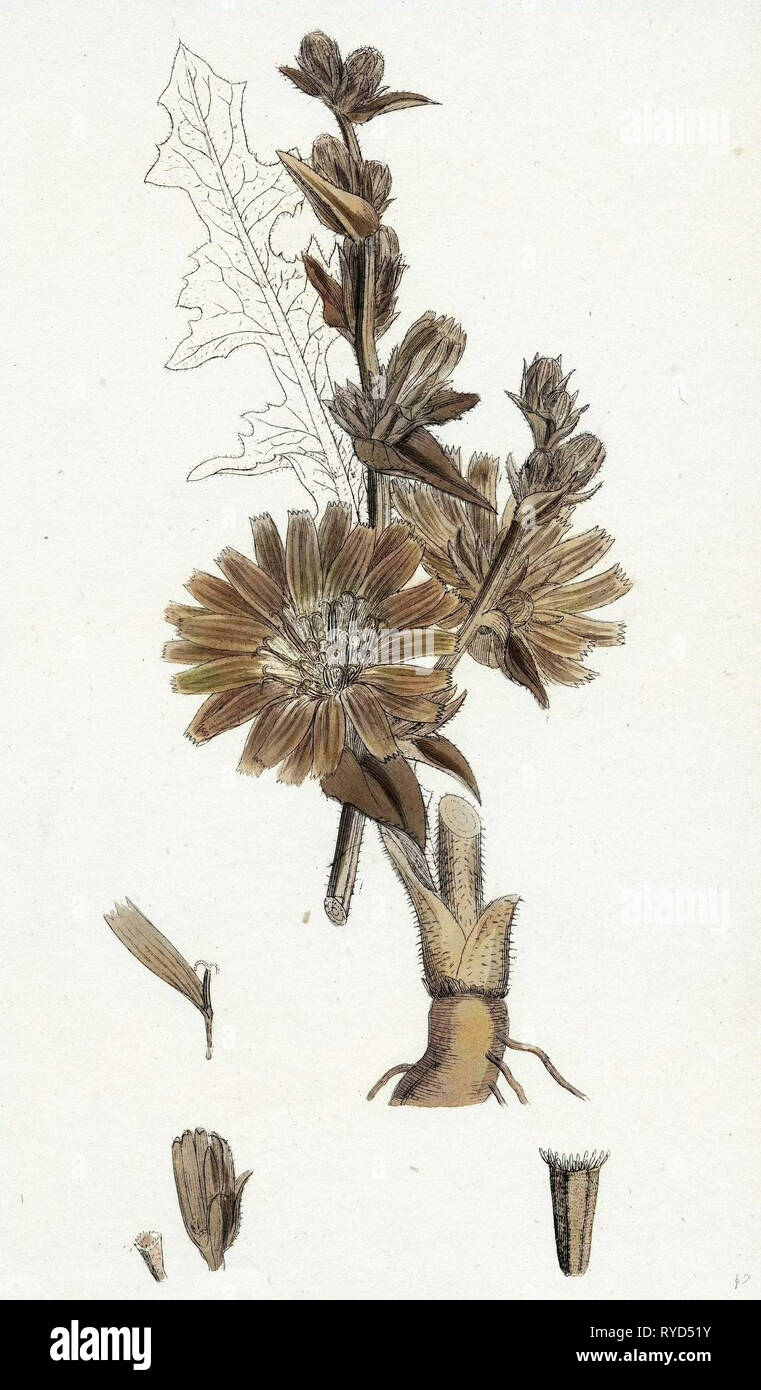 Illustrazione botanica di cichorium intybus immagini e fotografie stock ...
