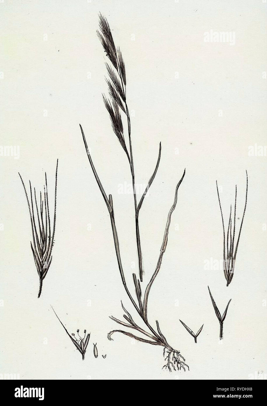 Fescue grass immagini e fotografie stock ad alta risoluzione - Alamy