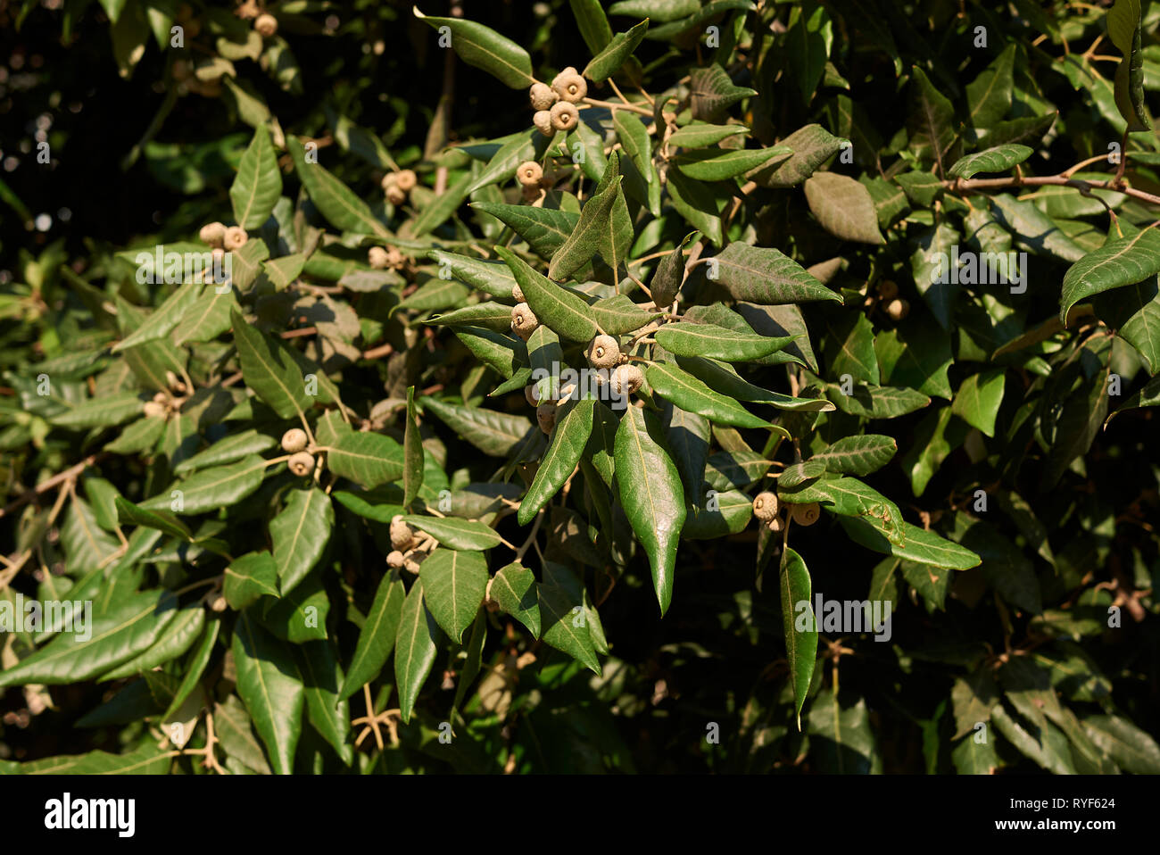 Quercus ilex leaf immagini e fotografie stock ad alta risoluzione - Alamy