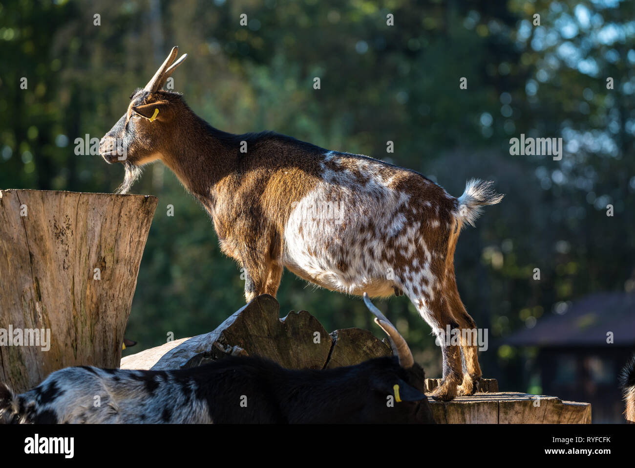 Faccia butterata immagini e fotografie stock ad alta risoluzione - Alamy