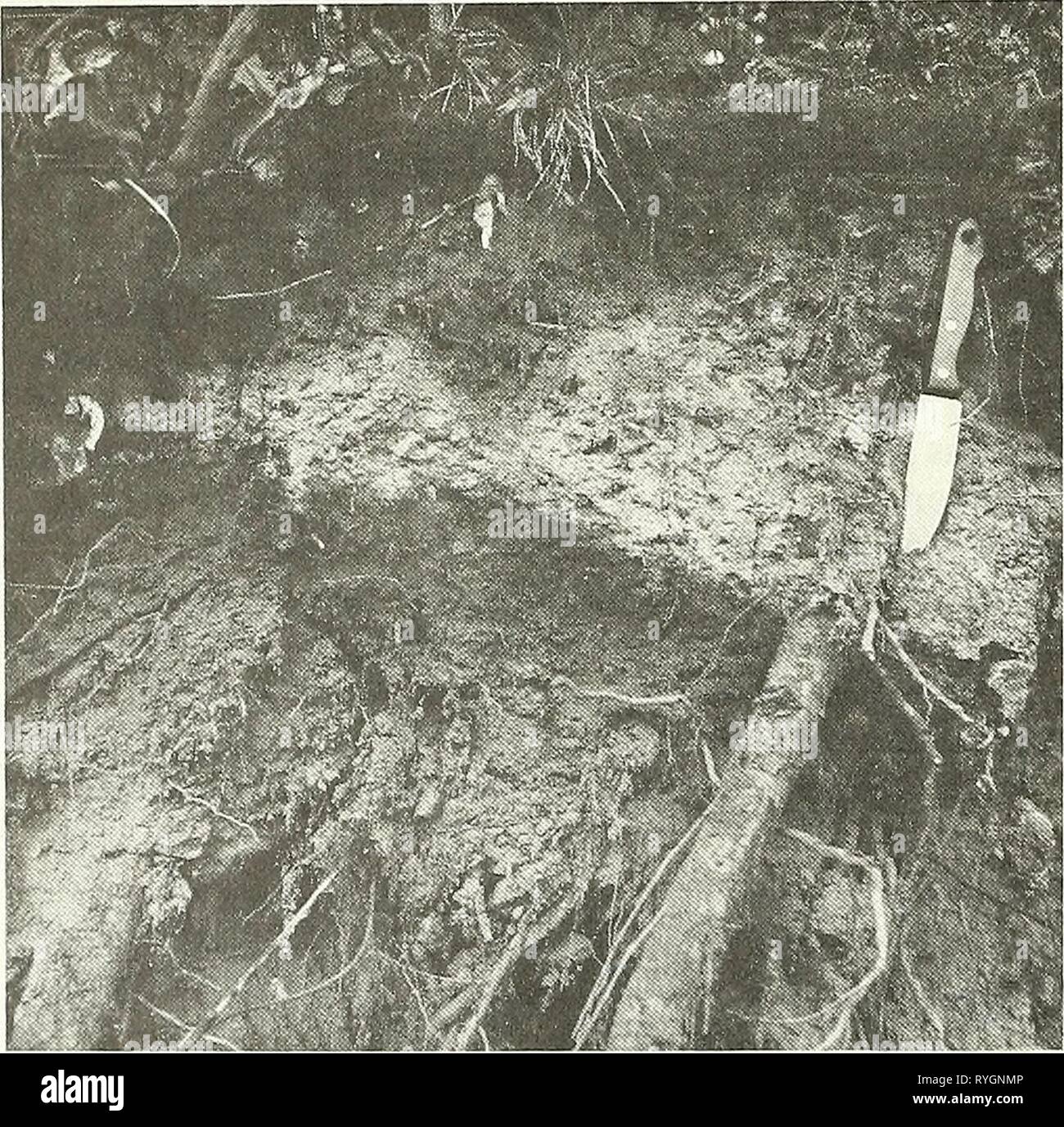 Effetti di pioggia acida immagini e fotografie stock ad alta ...