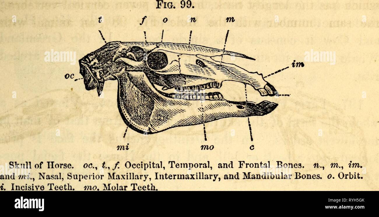 Processo stiloideo immagini e fotografie stock ad alta risoluzione - Alamy