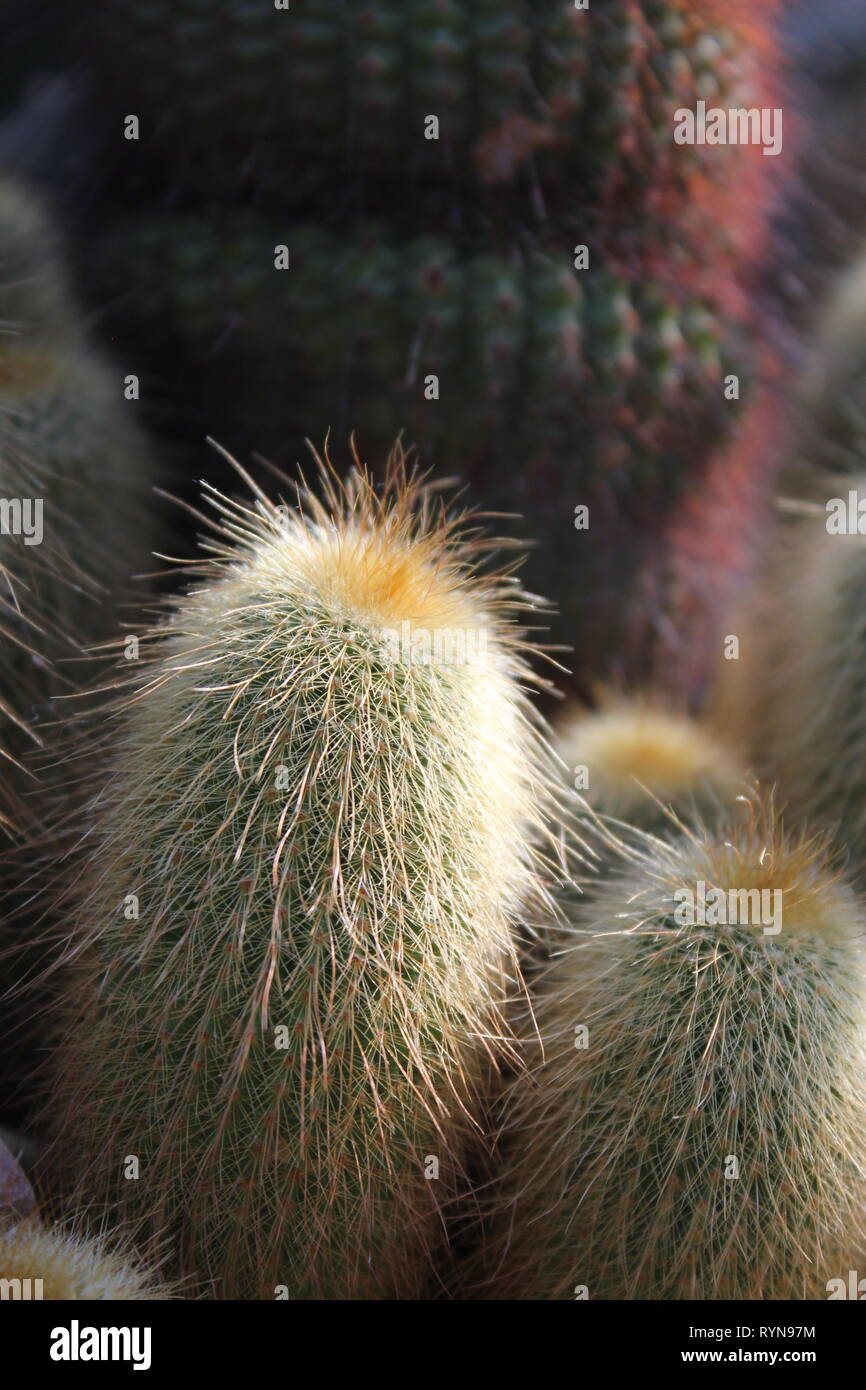 Echinocactus leninghausii immagini e fotografie stock ad alta ...