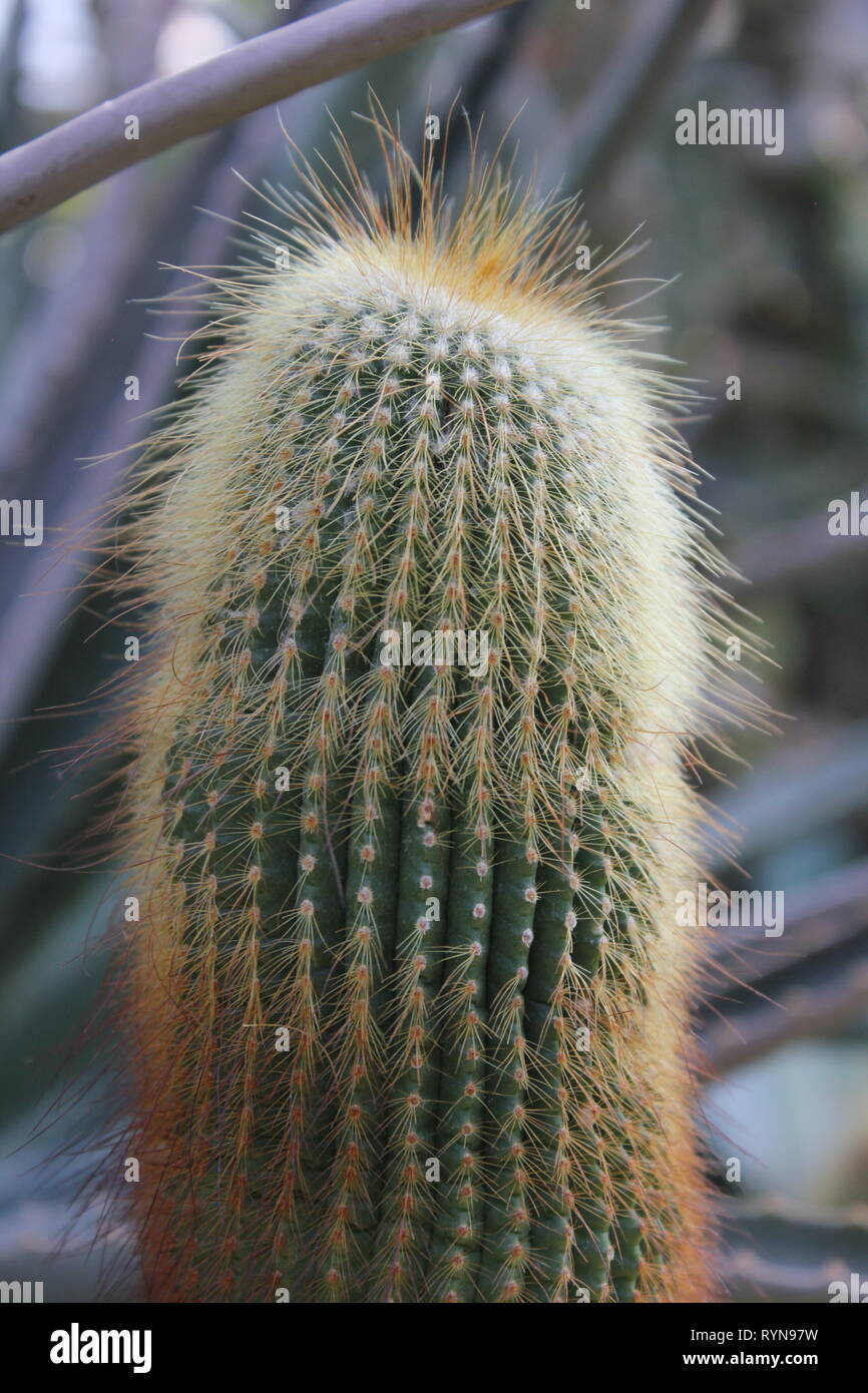 Echinocactus leninghausii immagini e fotografie stock ad alta ...