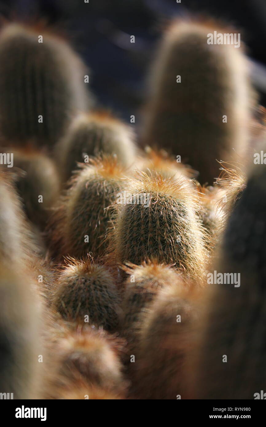 Echinocactus leninghausii immagini e fotografie stock ad alta ...