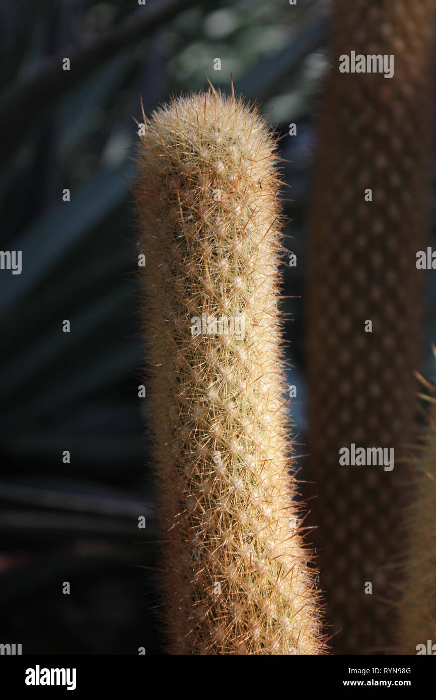 Cactus Palla Di Limone Immagini e Fotos Stock - Alamy