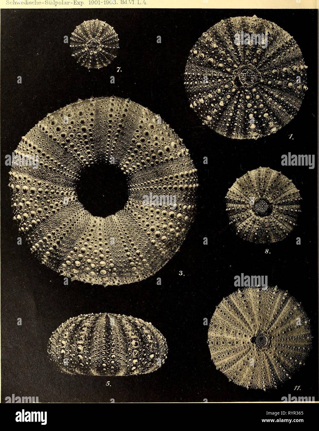 Loxechinus albus immagini e fotografie stock ad alta risoluzione - Alamy