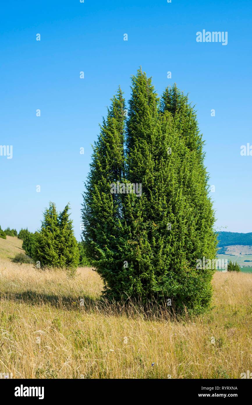 Il ginepro comune immagini e fotografie stock ad alta risoluzione - Alamy
