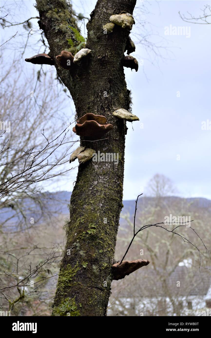 Fomitopsis betulina immagini e fotografie stock ad alta risoluzione - Alamy