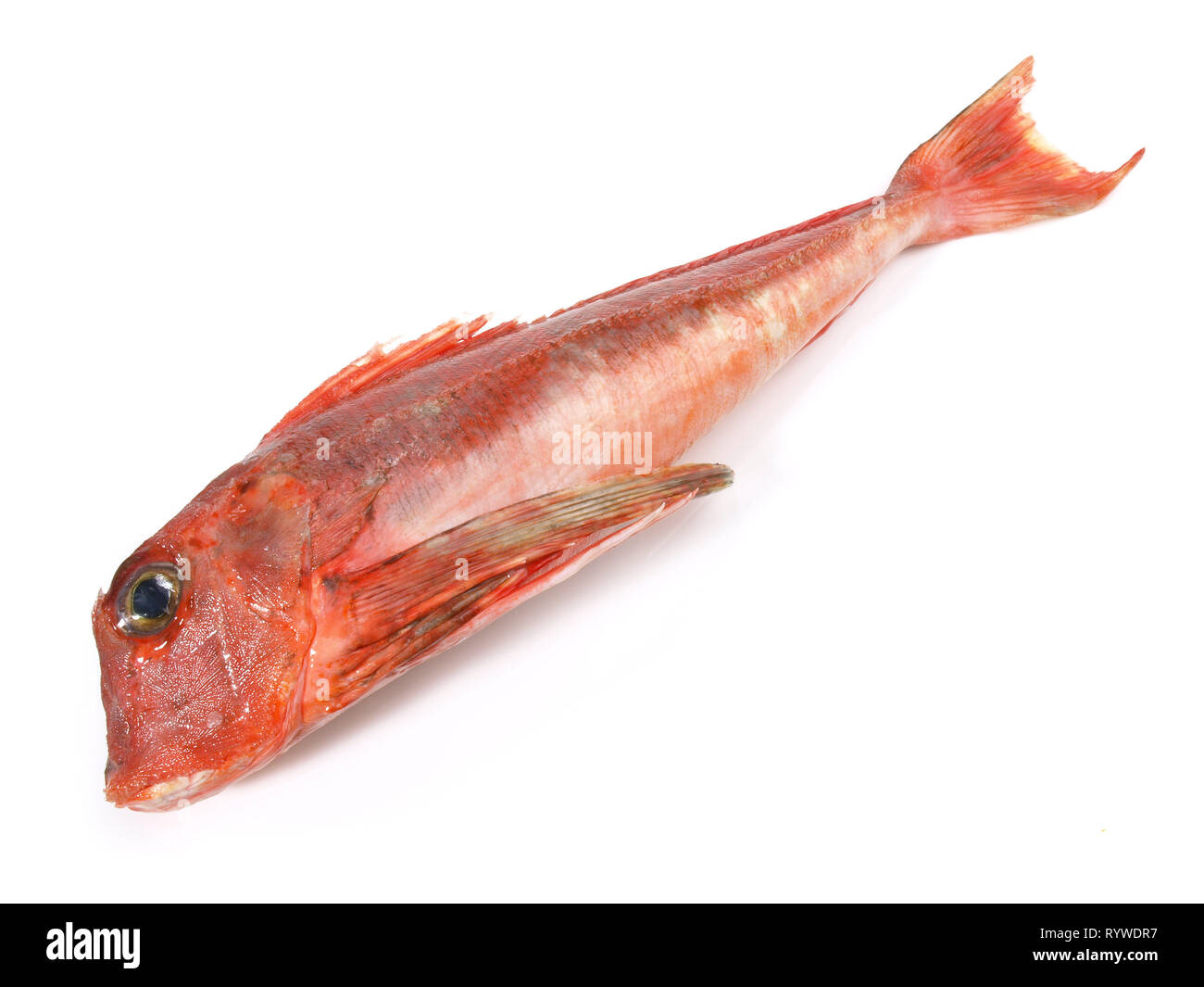 Cucinare cappone immagini e fotografie stock ad alta risoluzione - Alamy