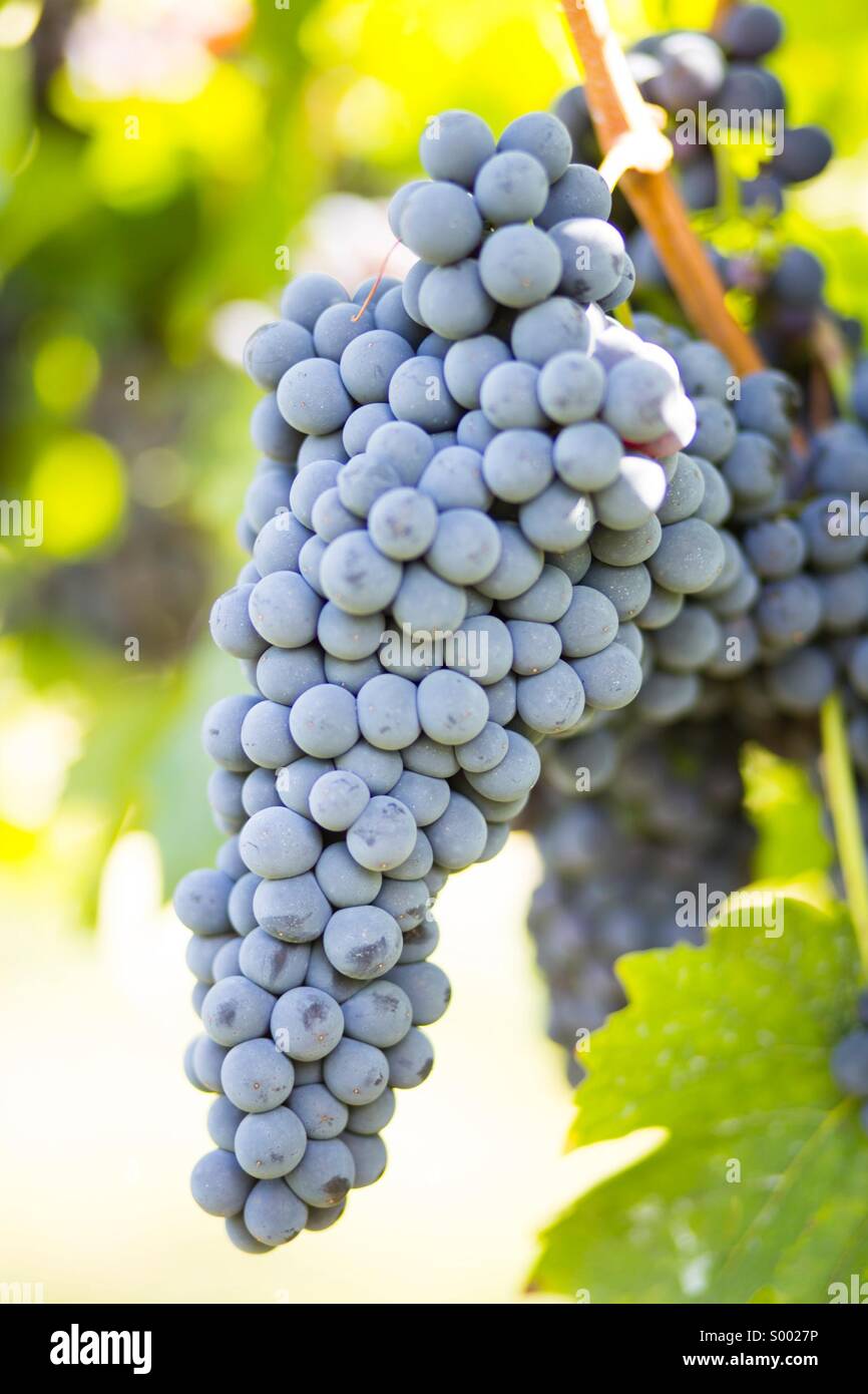 Uve italiane immagini e fotografie stock ad alta risoluzione - Alamy