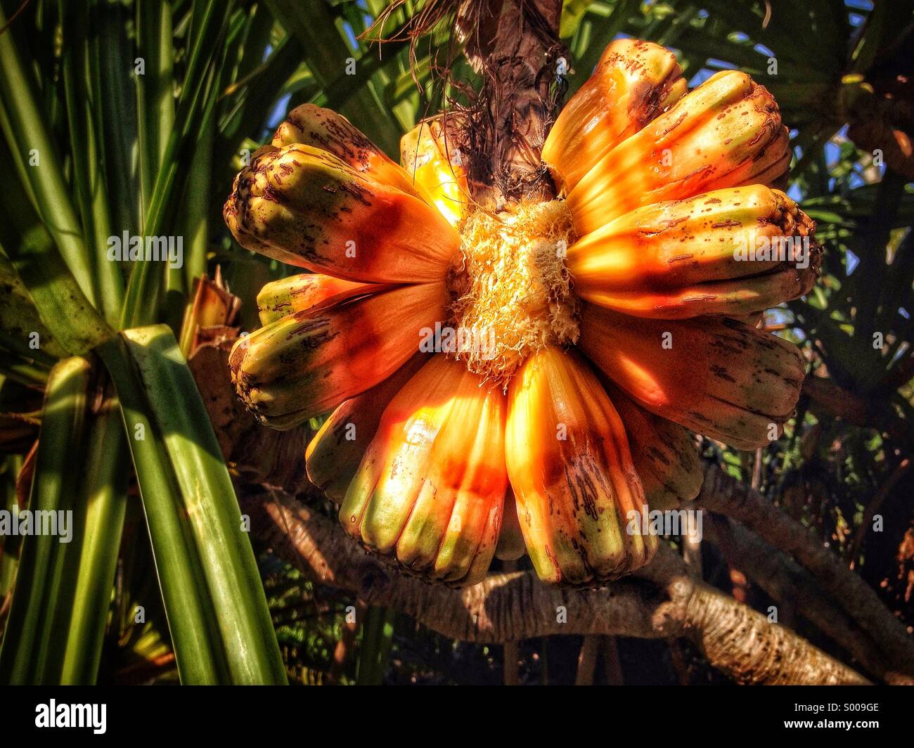 Pianta tropicale colorata immagini e fotografie stock ad alta ...