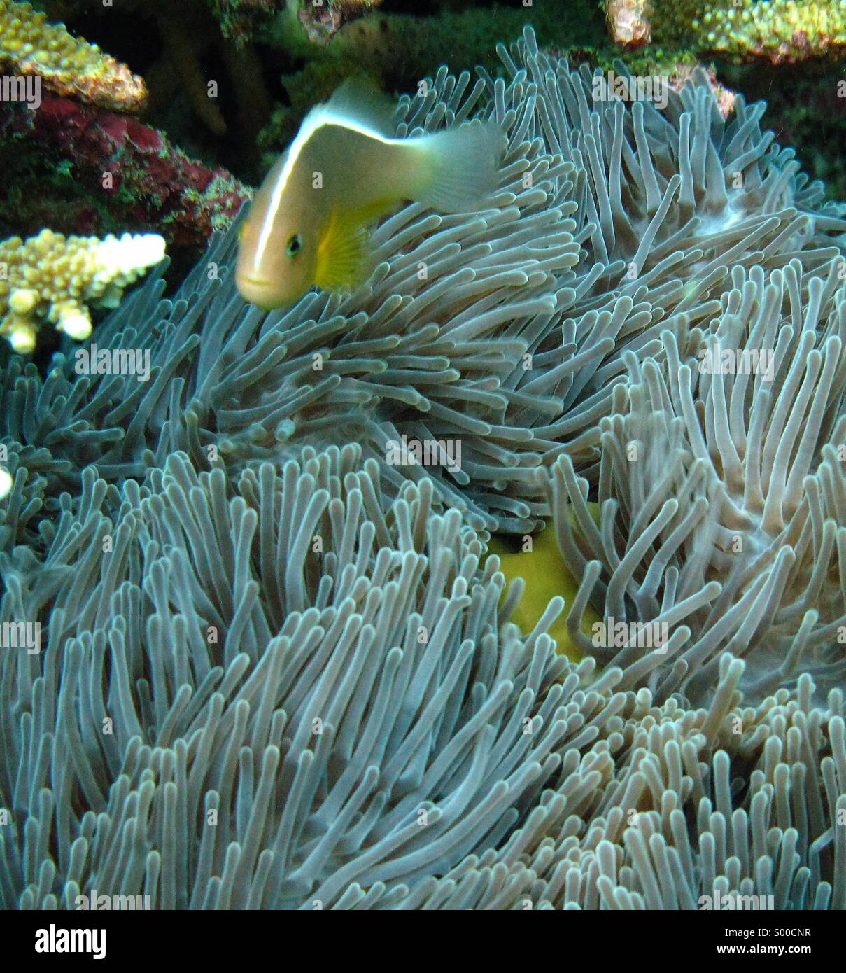 Pesci pagliaccio anemone immagini e fotografie stock ad alta ...