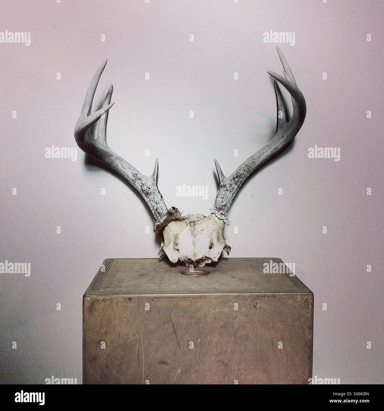 Ossa di cervo immagini e fotografie stock ad alta risoluzione - Alamy