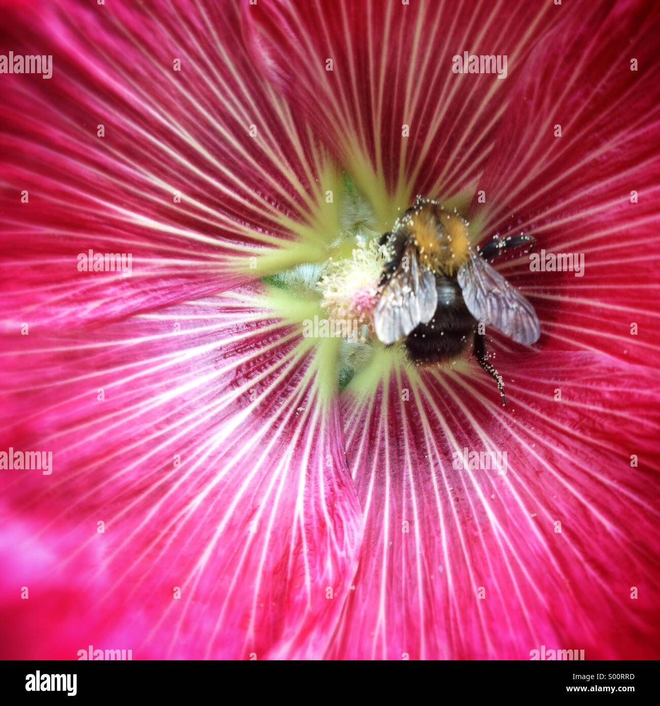 Ape rosa immagini e fotografie stock ad alta risoluzione - Alamy