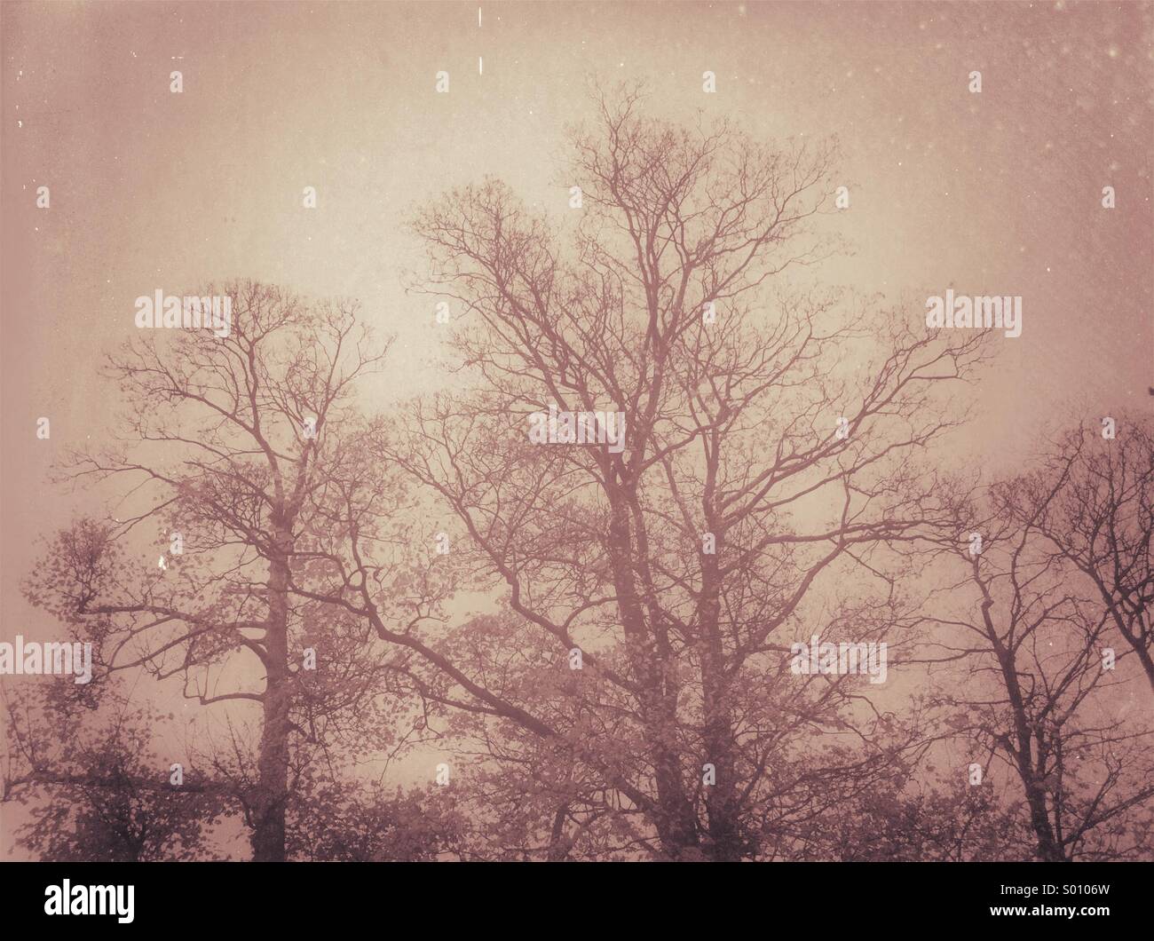 Albero Texture Immagini e Fotos Stock - Alamy
