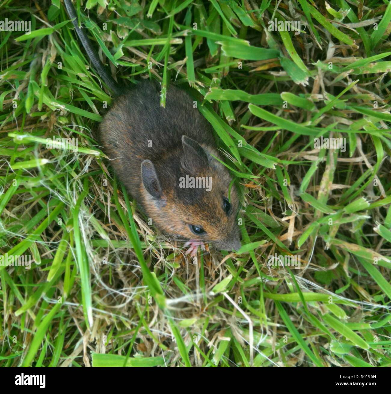 Topo piccolo roditore immagini e fotografie stock ad alta risoluzione ...