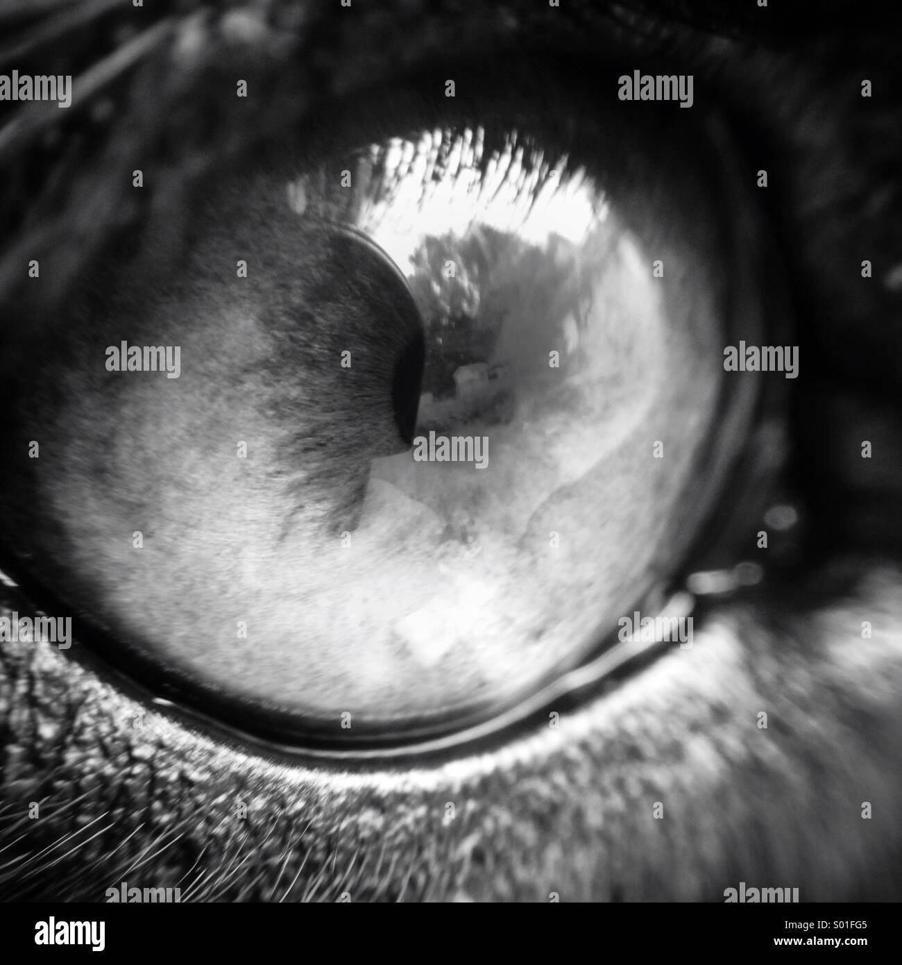 Bulbo oculare bianco immagini e fotografie stock ad alta risoluzione ...