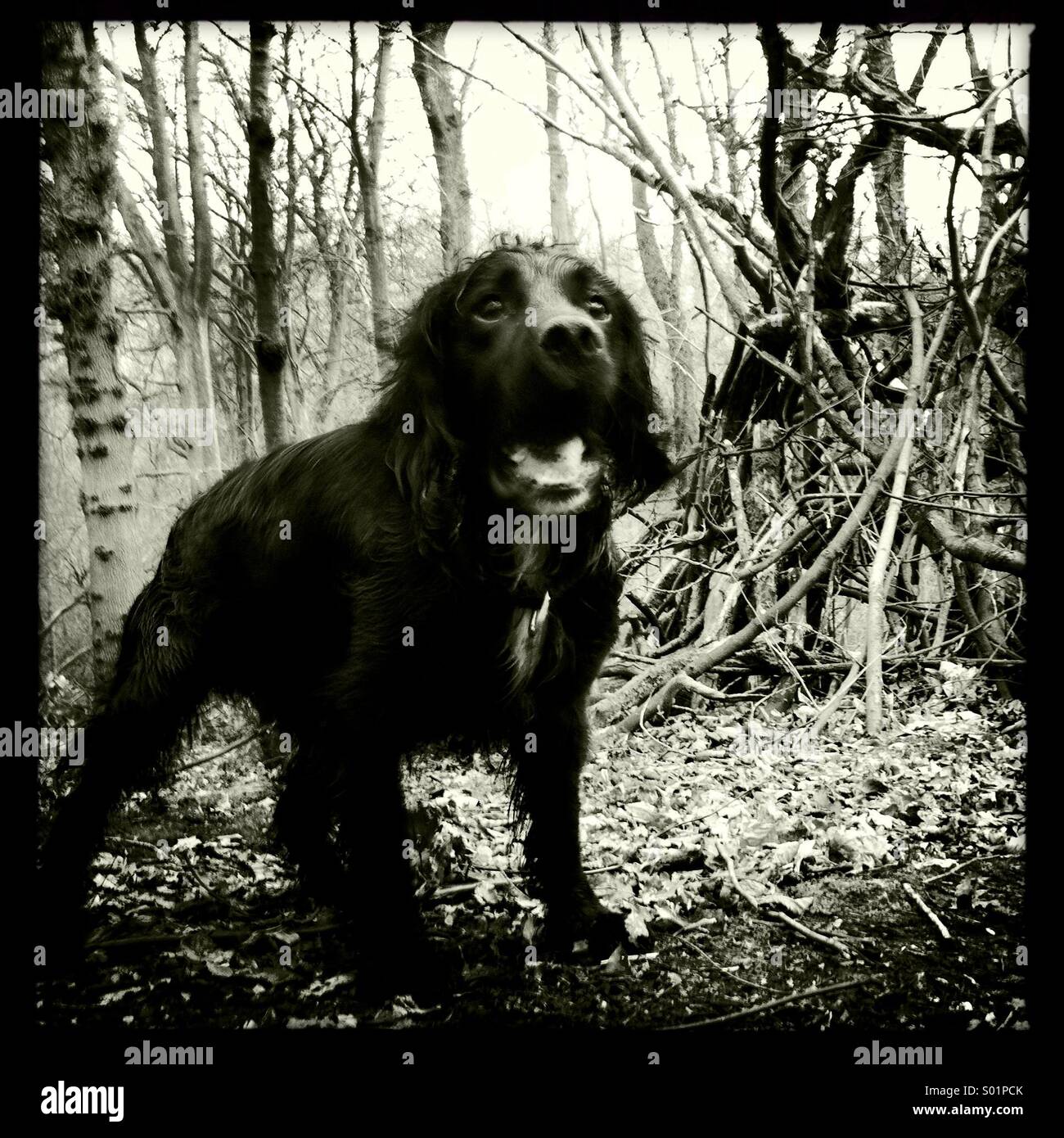 Cane nero immagini e fotografie stock ad alta risoluzione - Alamy