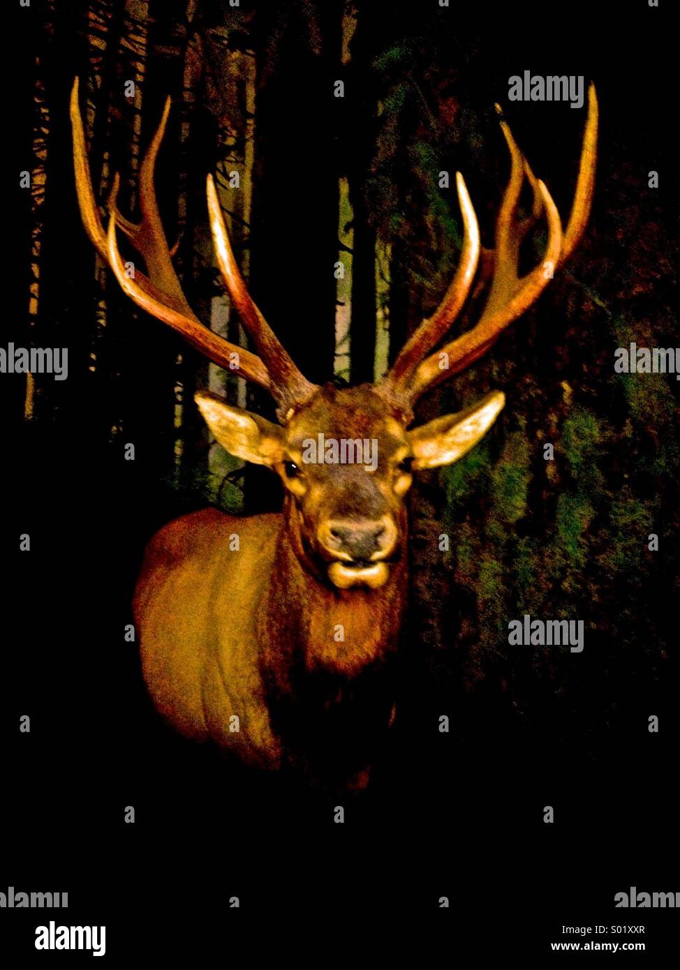 Alci in natura immagini e fotografie stock ad alta risoluzione - Alamy