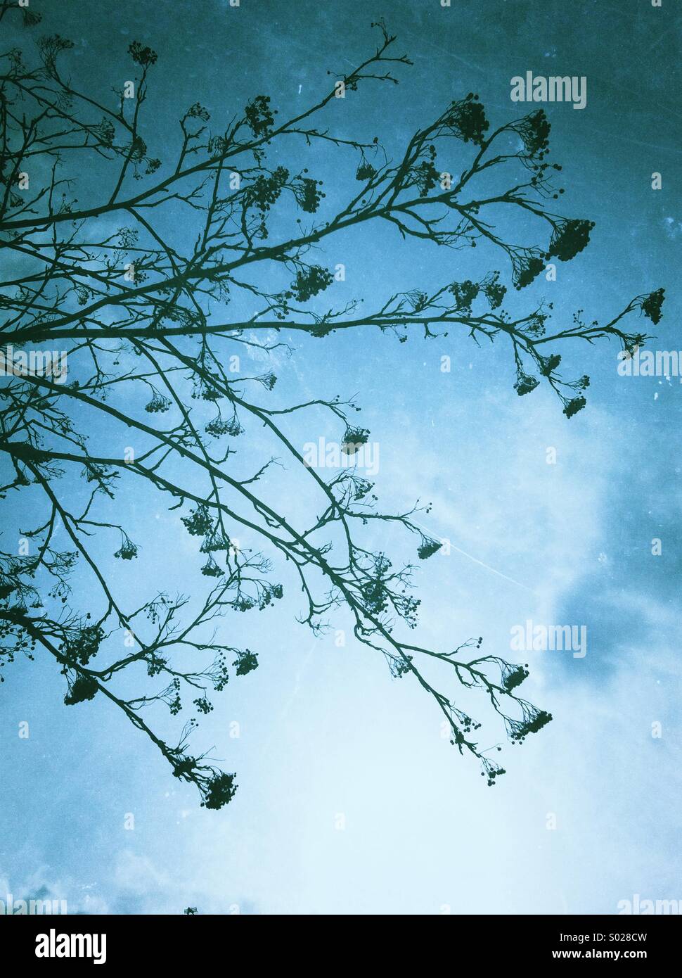 Albero branche immagini e fotografie stock ad alta risoluzione - Alamy