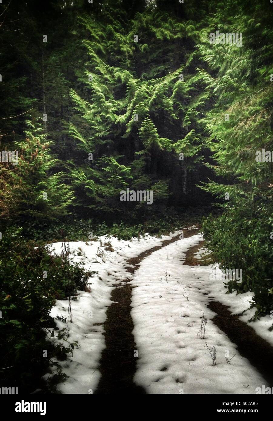 Percorso Nel Bosco Immagini e Fotos Stock - Alamy