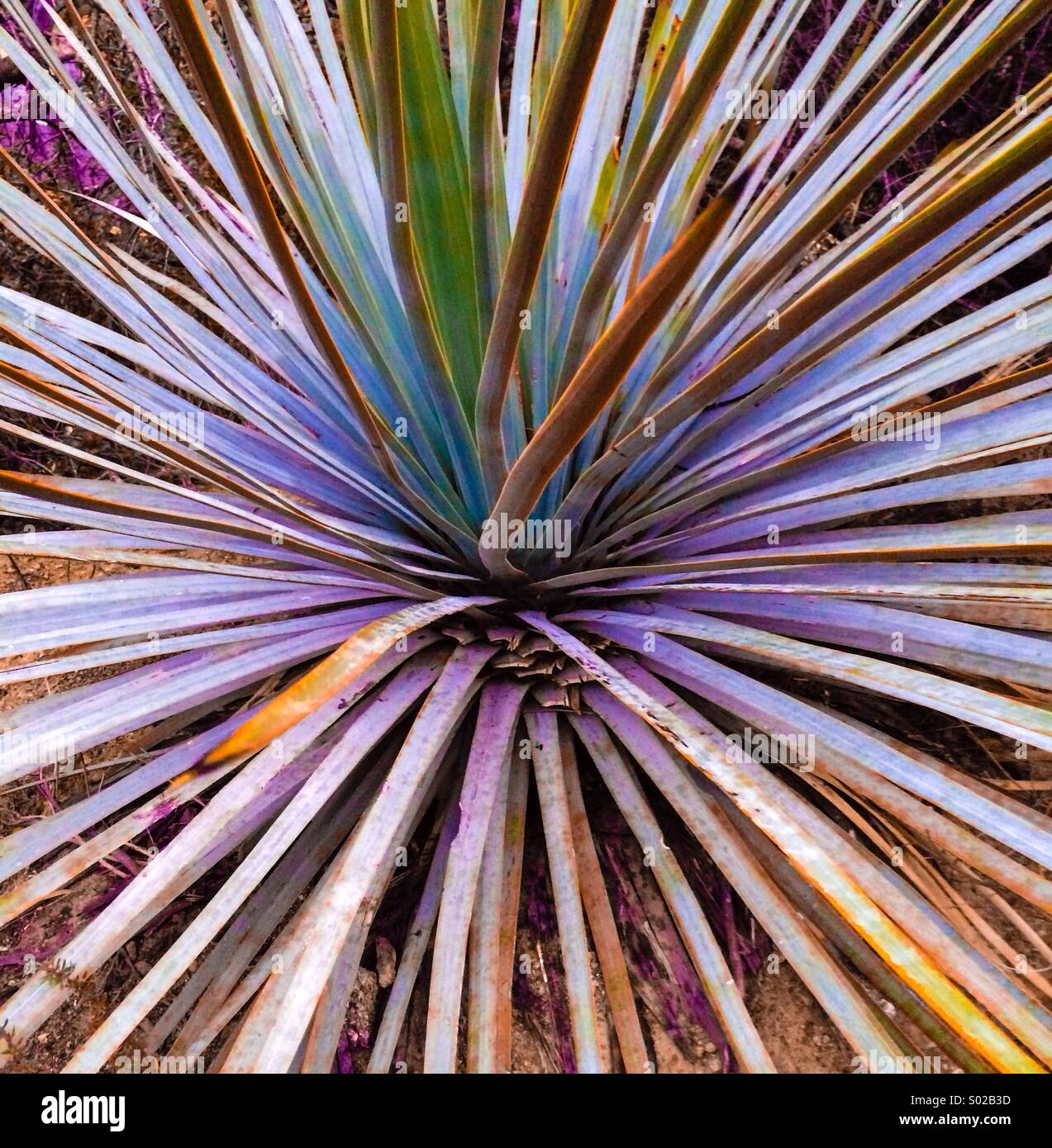 Yucca plant immagini e fotografie stock ad alta risoluzione - Alamy