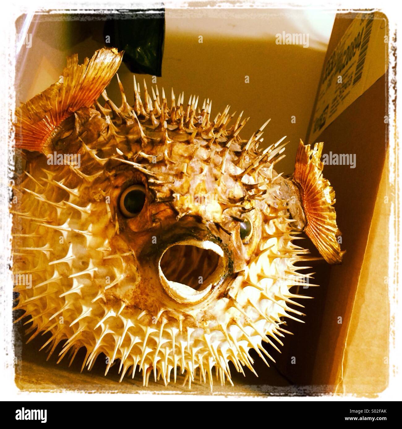 Pesce palla essiccato immagini e fotografie stock ad alta risoluzione ...