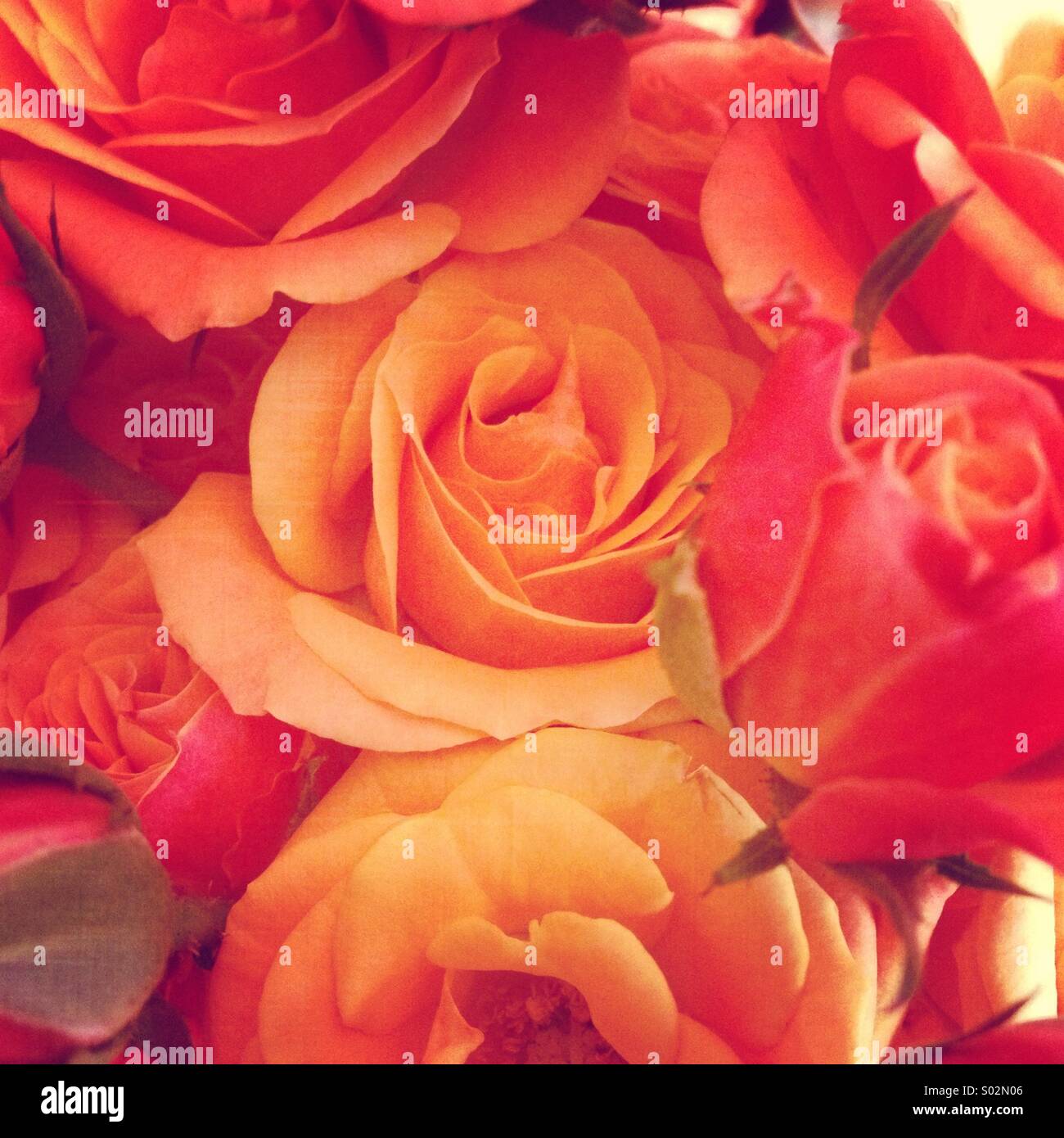 Rose di pesca immagini e fotografie stock ad alta risoluzione - Alamy