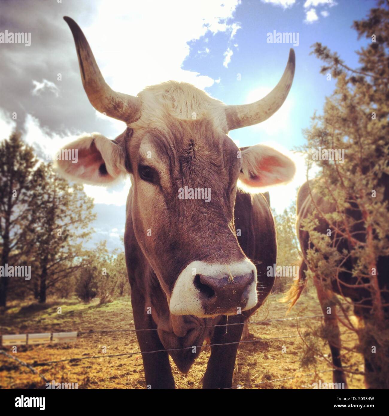 Ritratto di un bue immagini e fotografie stock ad alta risoluzione - Alamy