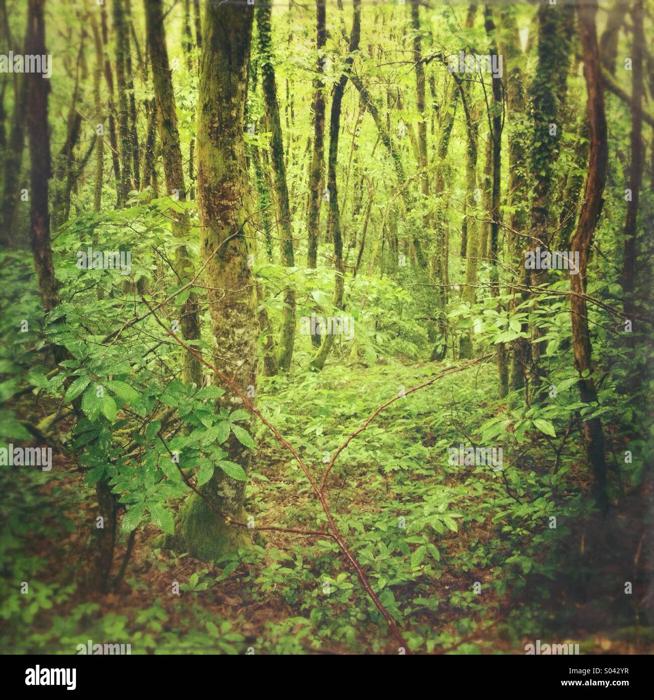 Foresta pluviale lussureggiante immagini e fotografie stock ad alta ...