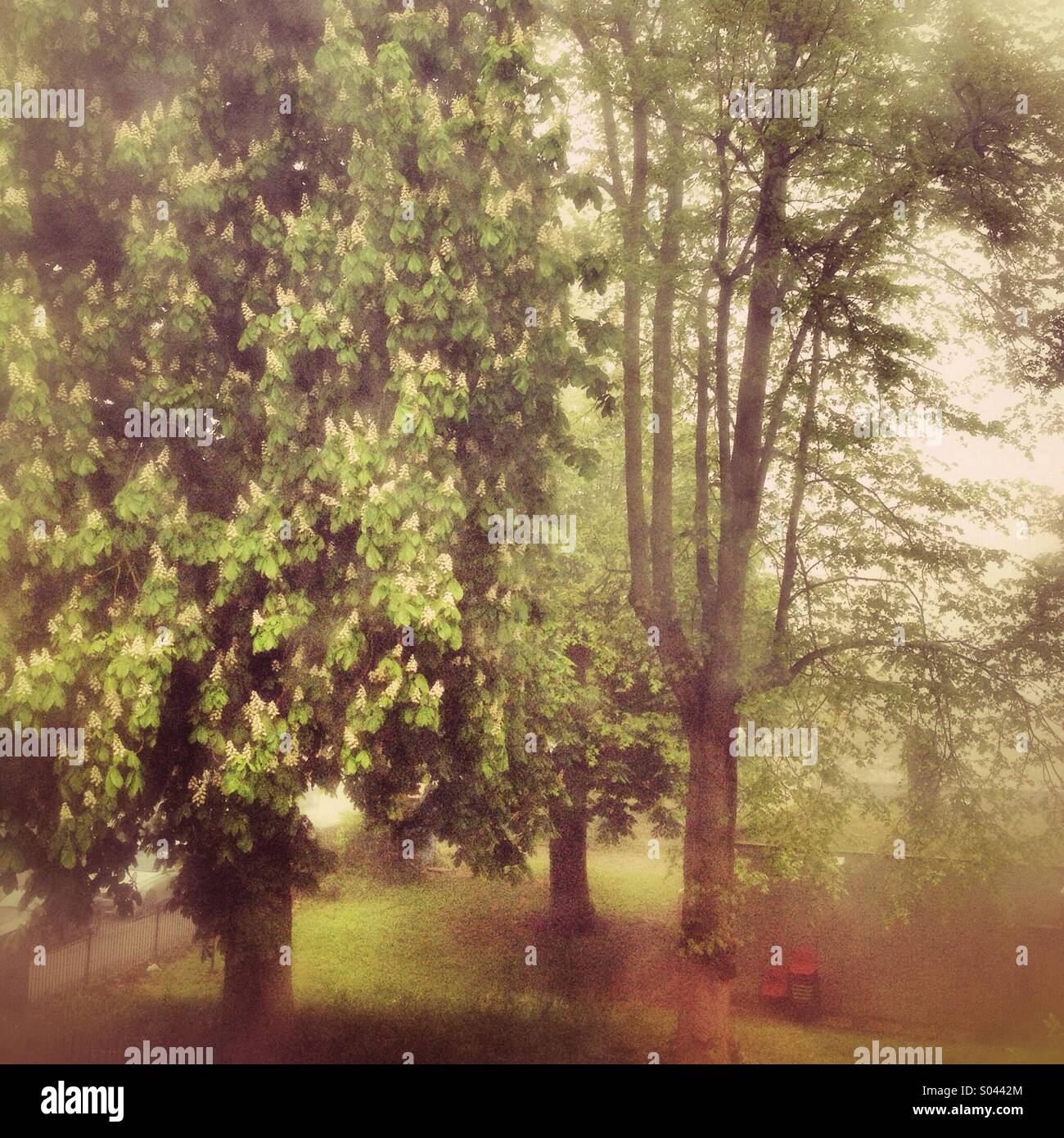 Degli alberi immagini e fotografie stock ad alta risoluzione - Alamy