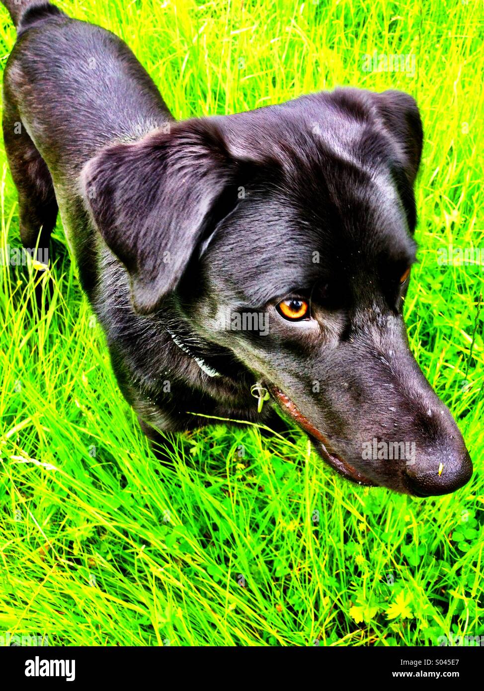 Psicologia del cane immagini e fotografie stock ad alta risoluzione - Alamy