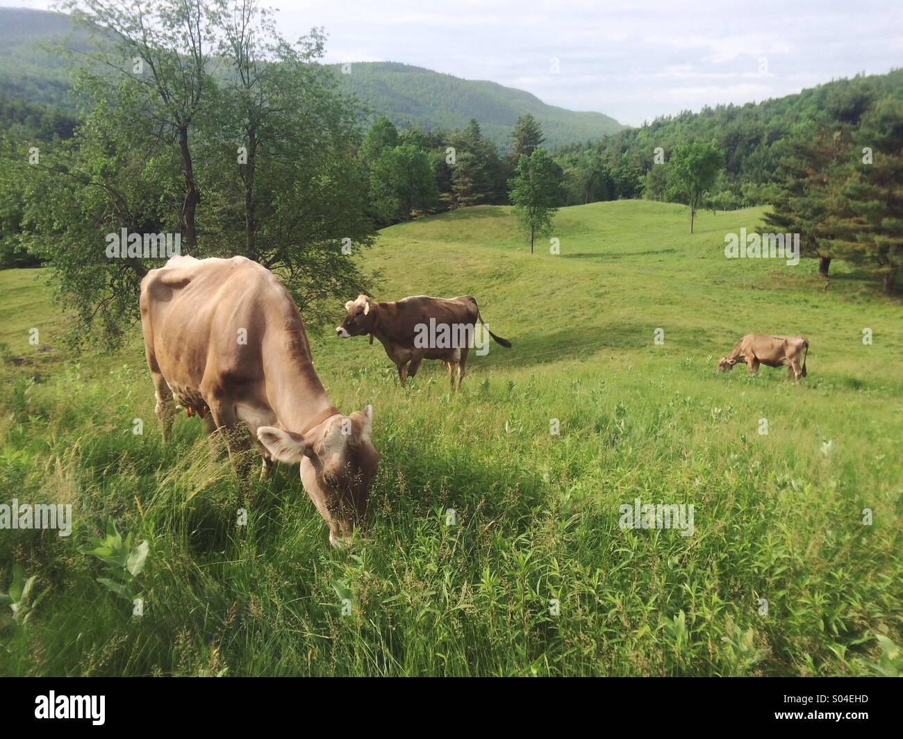 Mucca delle mucche marrone svizzero immagini e fotografie stock ad alta ...