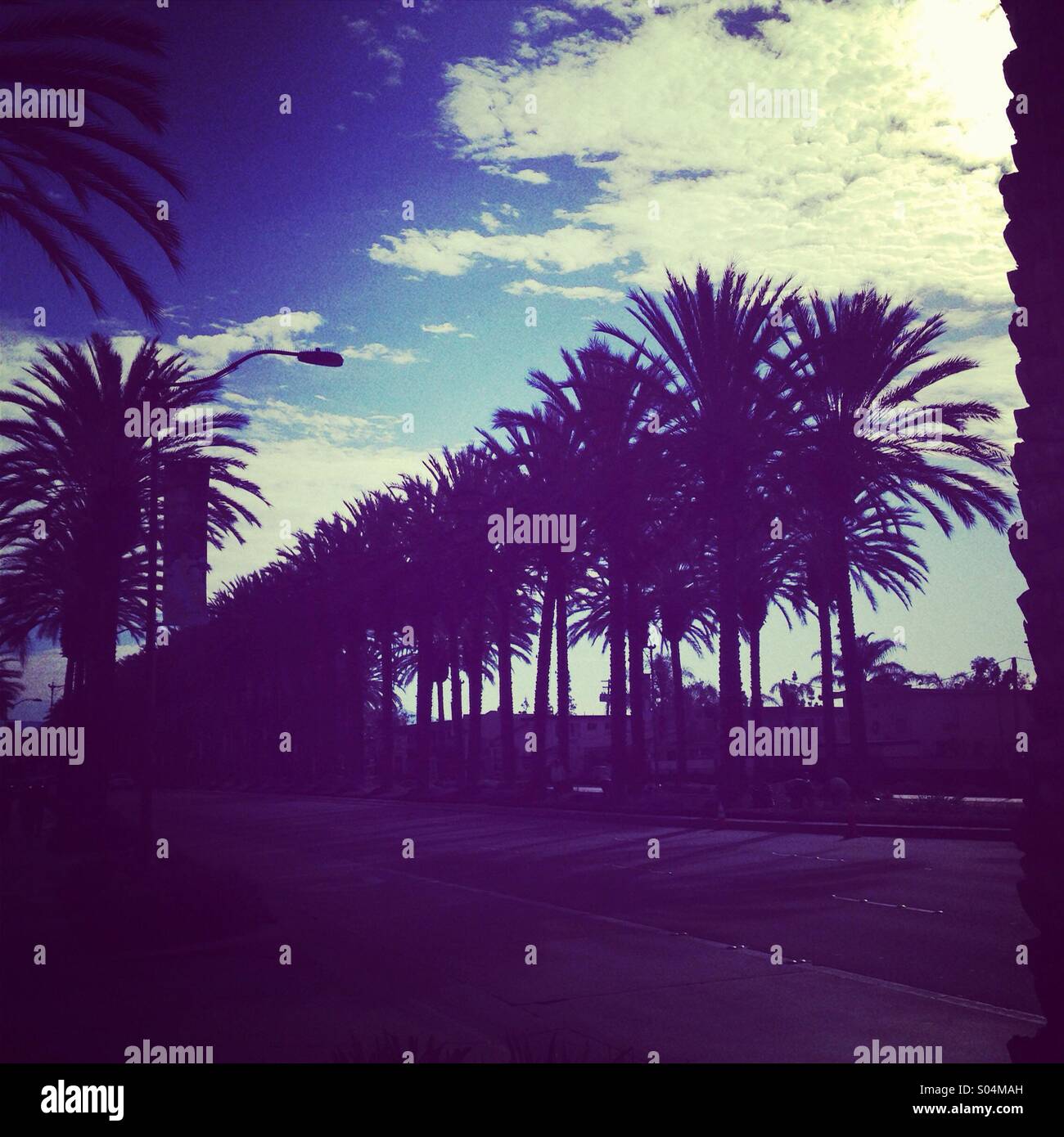 Palm tree lined street immagini e fotografie stock ad alta risoluzione ...