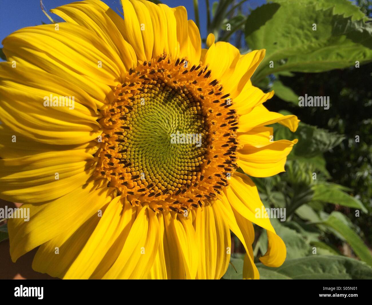 Primo piano estremo del sole immagini e fotografie stock ad alta ...