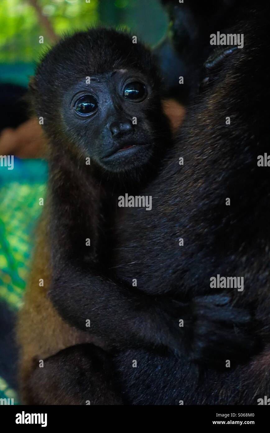 Scimmia Urlatrice Ammantata Immagini e Fotos Stock - Alamy
