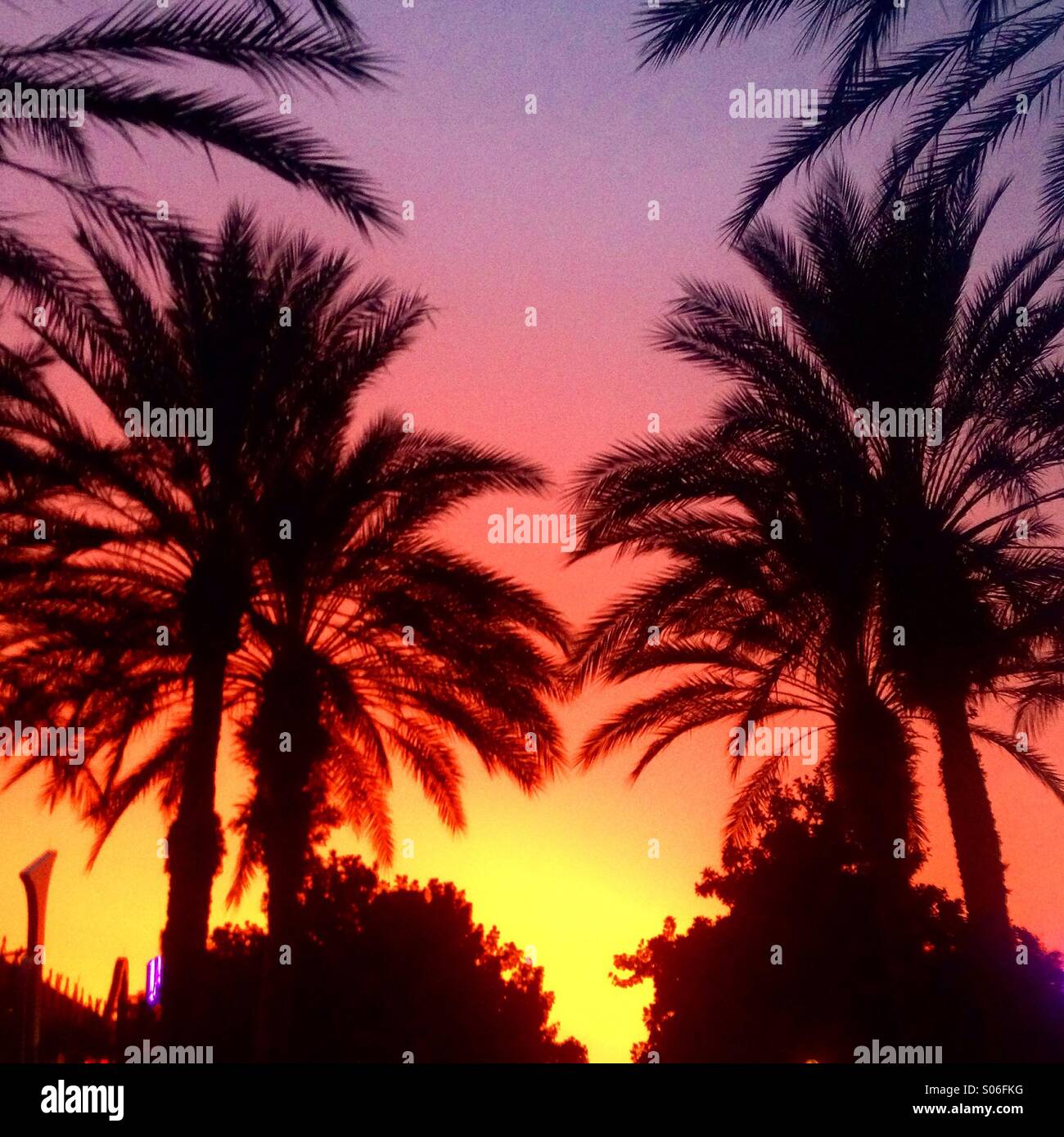 Palm tree silhouette immagini e fotografie stock ad alta risoluzione ...