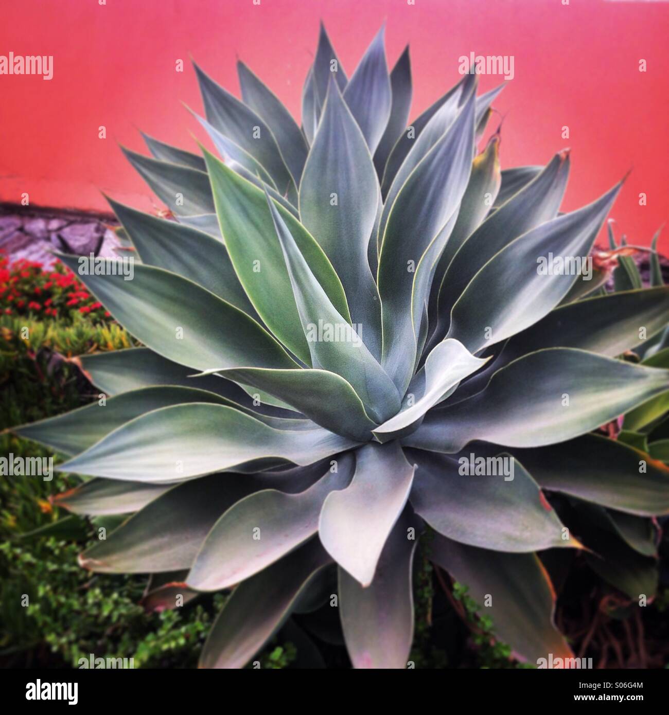 Pianta con immagini e fotografie stock ad alta risoluzione - Alamy