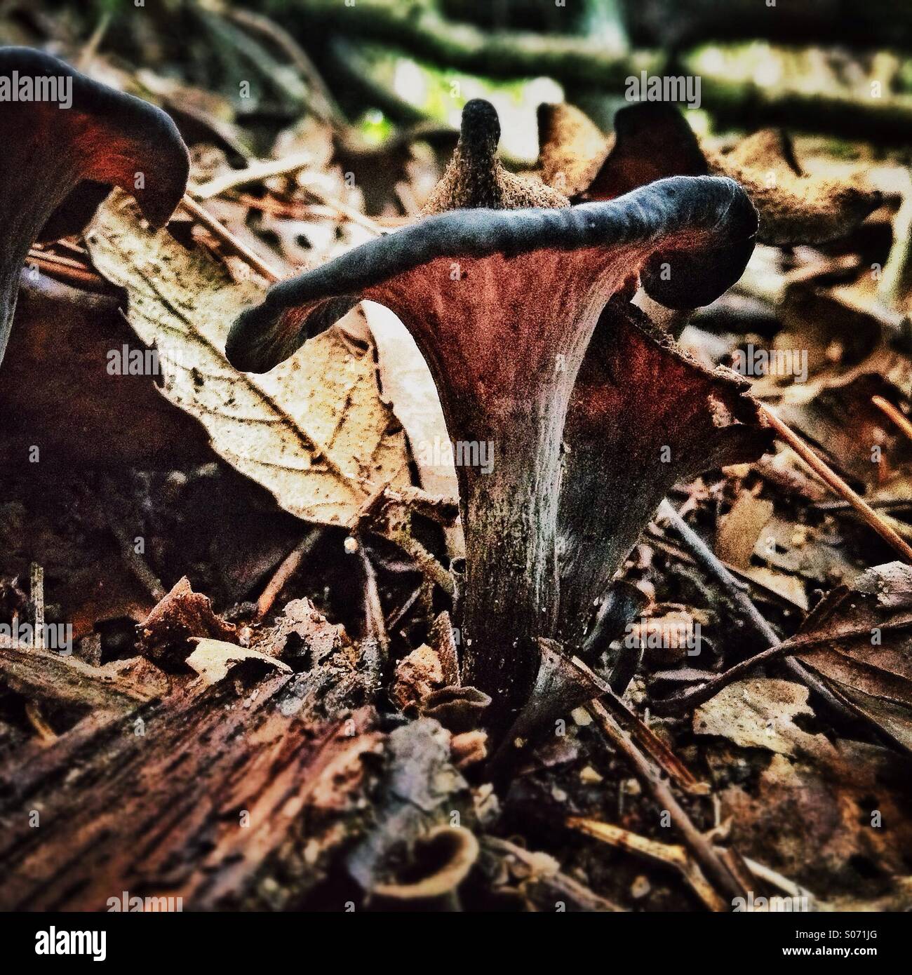 Trombe nere craterellus cornucopioides immagini e fotografie stock ad ...