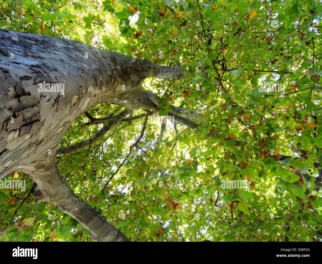 Albero 2 immagini e fotografie stock ad alta risoluzione - Alamy