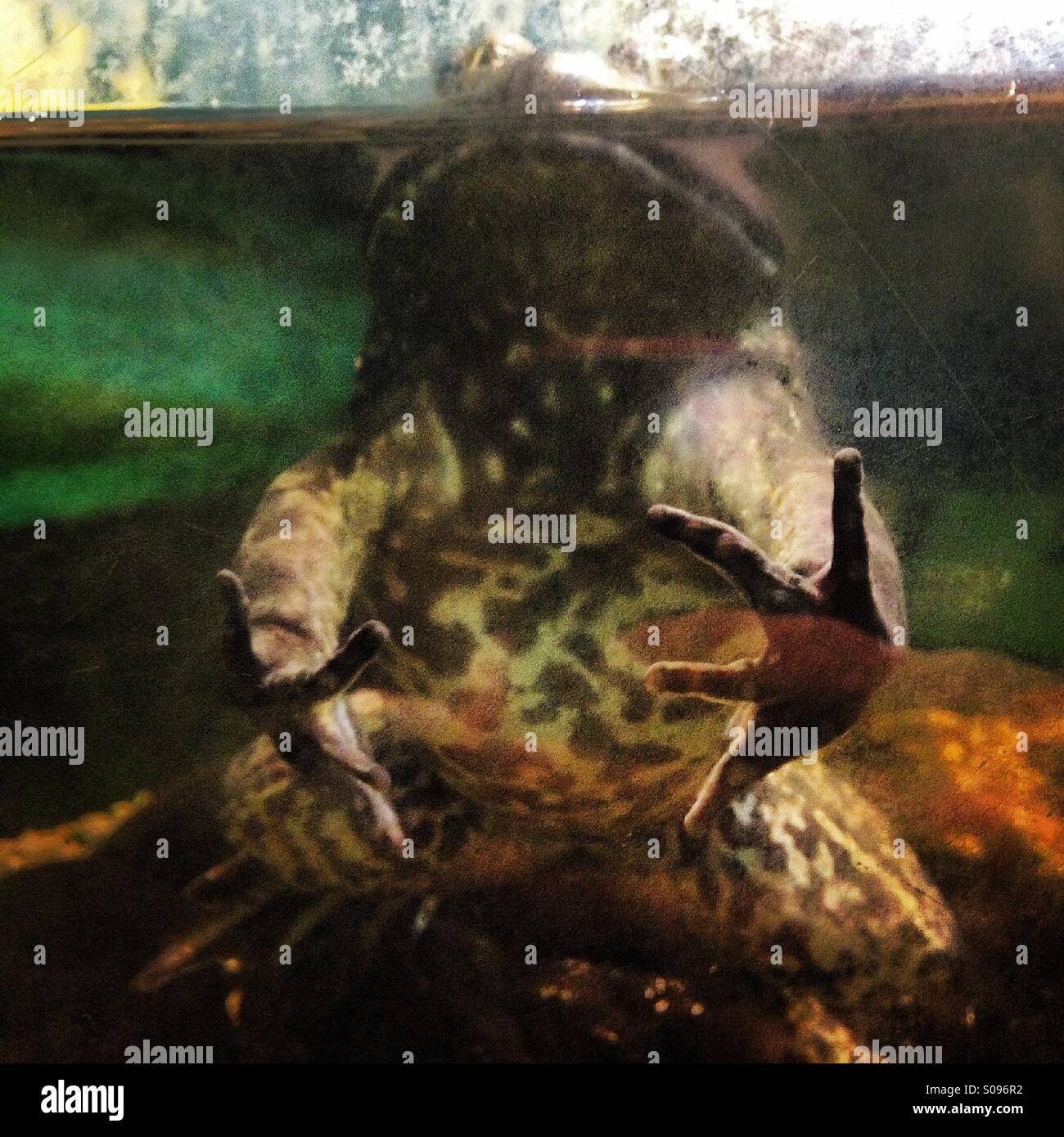 Gambe di rana immagini e fotografie stock ad alta risoluzione - Alamy