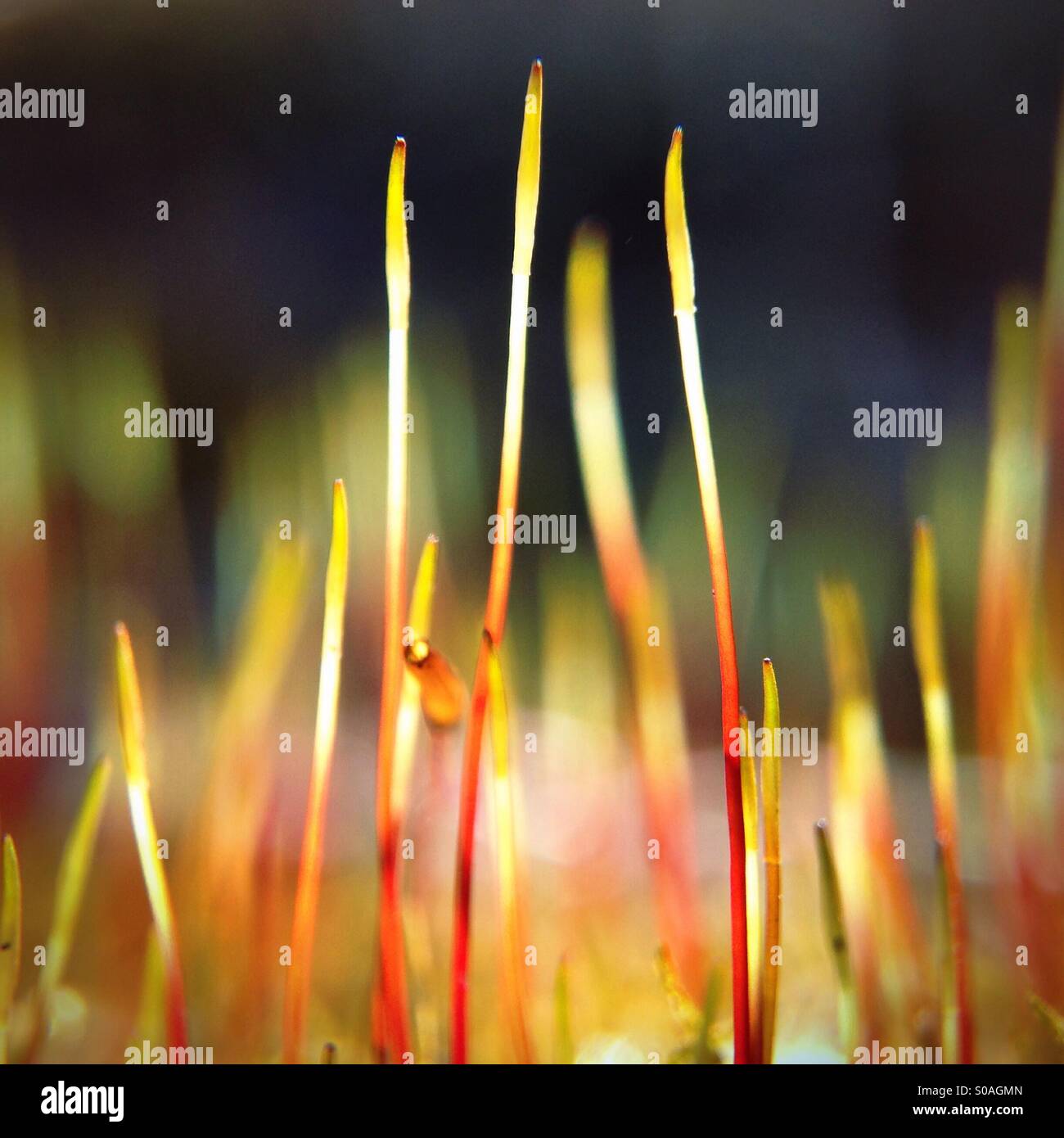 Piante spore di piante immagini e fotografie stock ad alta risoluzione ...