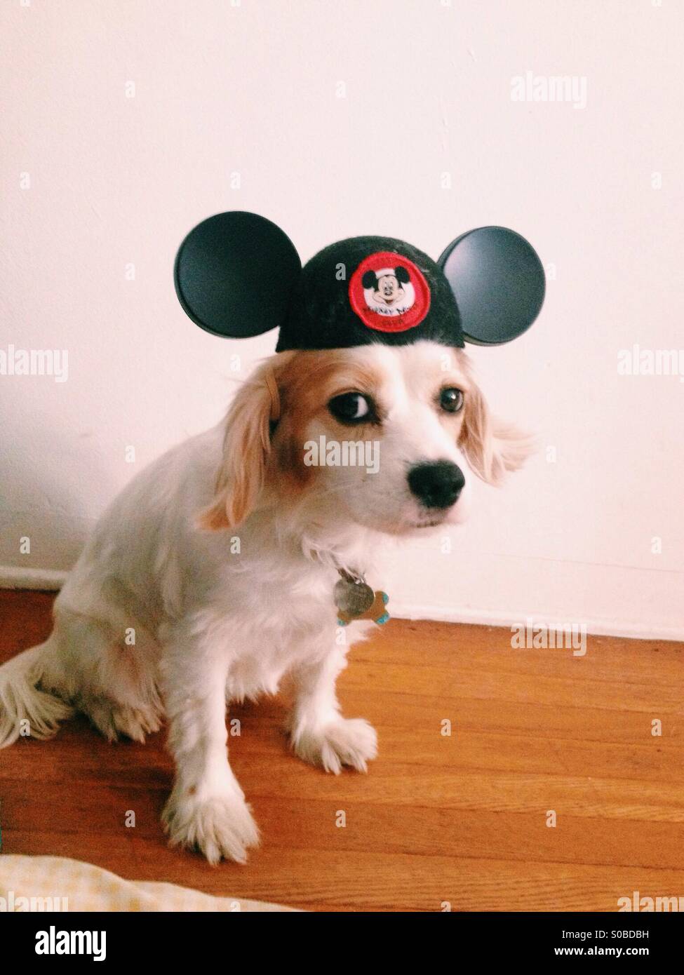 Orecchio di mickey mouse immagini e fotografie stock ad alta ...