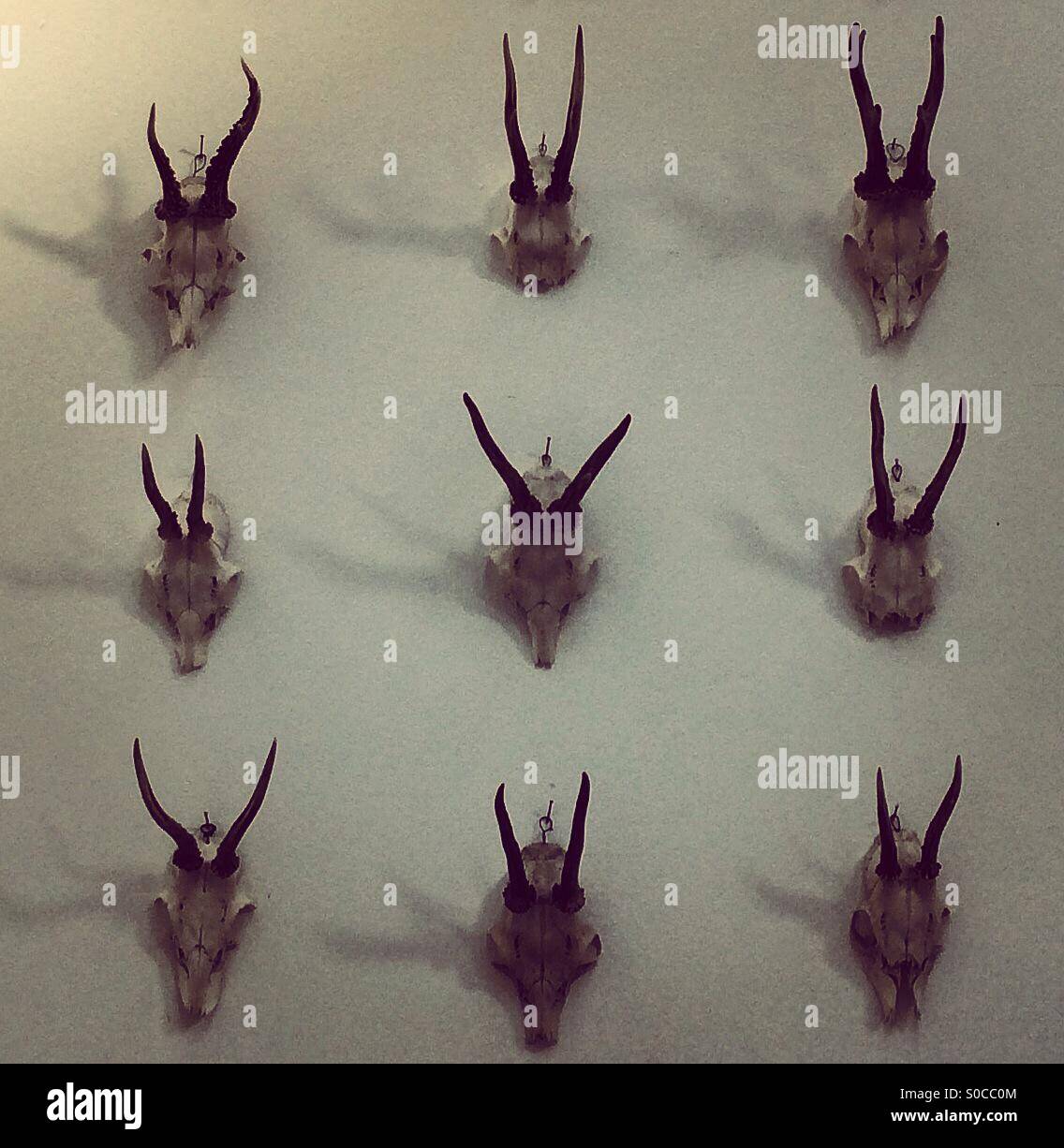 Teste di cervo con corna immagini e fotografie stock ad alta ...